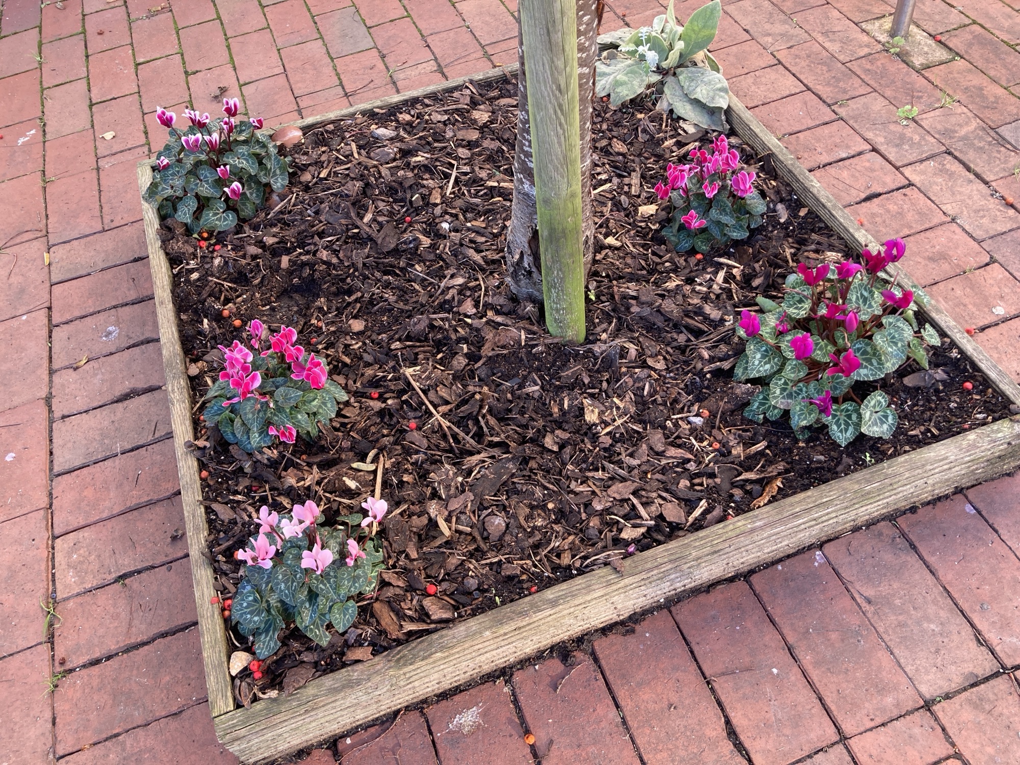 Winter colour in the tree pits | London Road Station Partnership Blog
